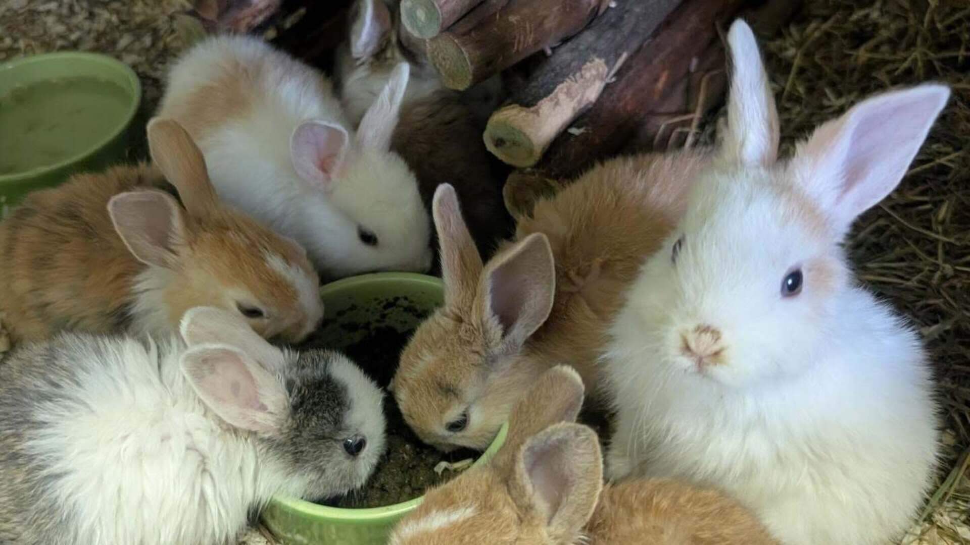 Tamme konijnen gedumpt in Ohé en Laak: dierenambulance zoekt baasjes ...