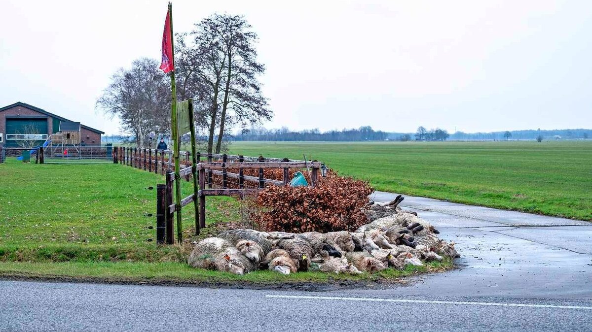 Tientallen dode schapen langs de weg in Oosterwolde: ’Bedankt wolf ...