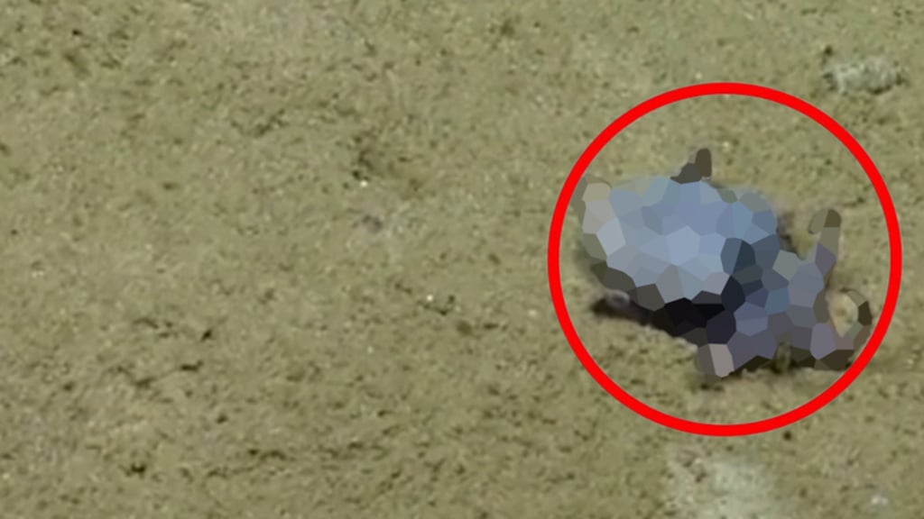 Mysterieus wezen gevonden in de diepe wateren van de Galapagoseilanden ...