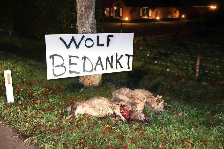 Boer legt dode schapen langs de weg: ’Wolf bedankt’ | De Telegraaf