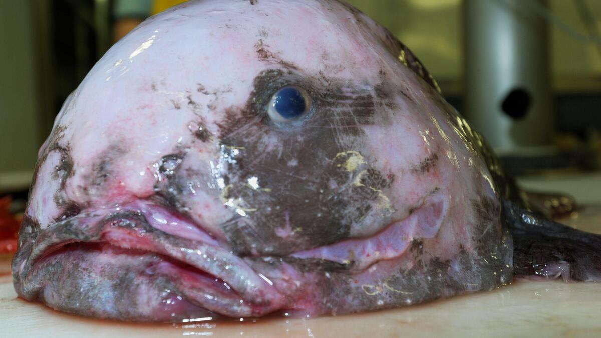 Blobvis van ’lelijkste dier ter wereld’ naar ’vis van het jaar’: ’Het ...