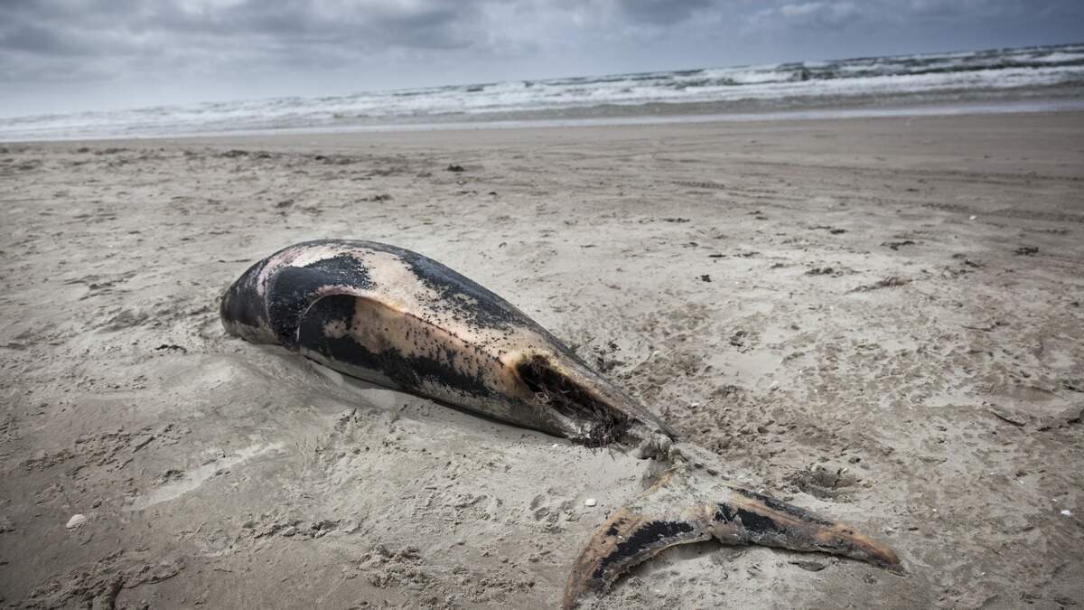 Bruinvis aangespoeld op strand Monster: dier overleden | De Telegraaf