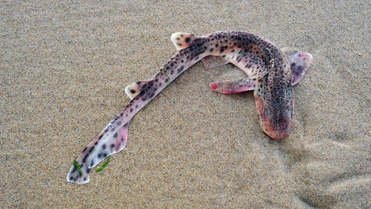 Strand in Wales bezaaid met honderden dode haaien en vissen. | De Telegraaf