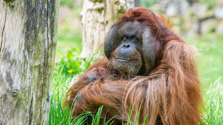 Orang-oetan Kevin ingeslapen in Apenheul na slechte gezondheid | De ...