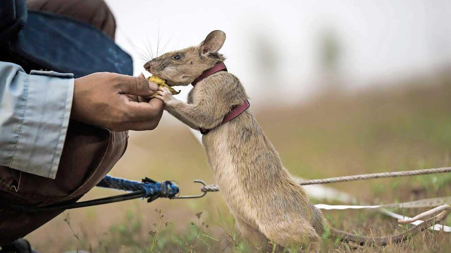 Rat wint gouden medaille: ’Een held’ | De Telegraaf